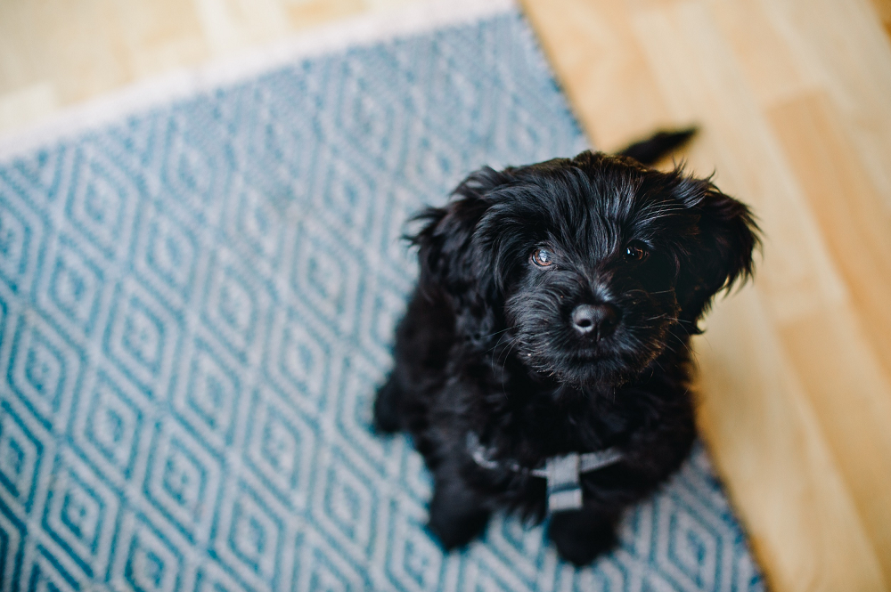 How to Train a Goldendoodle | Poodles 2 Doodles – Best Sheepadoodle and ...