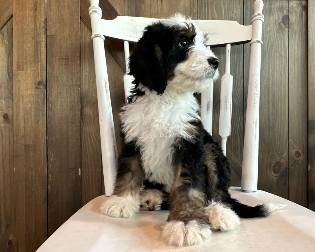 Bernedoodle breeders in Minneapolis MN | Poodles 2 Doodles
