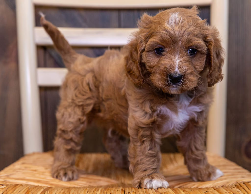 Cavapoo Puppies in Milwaukee WI | Where can I get a Cavapoo?